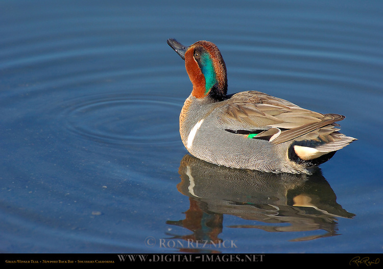 Drake Green Winged Teal