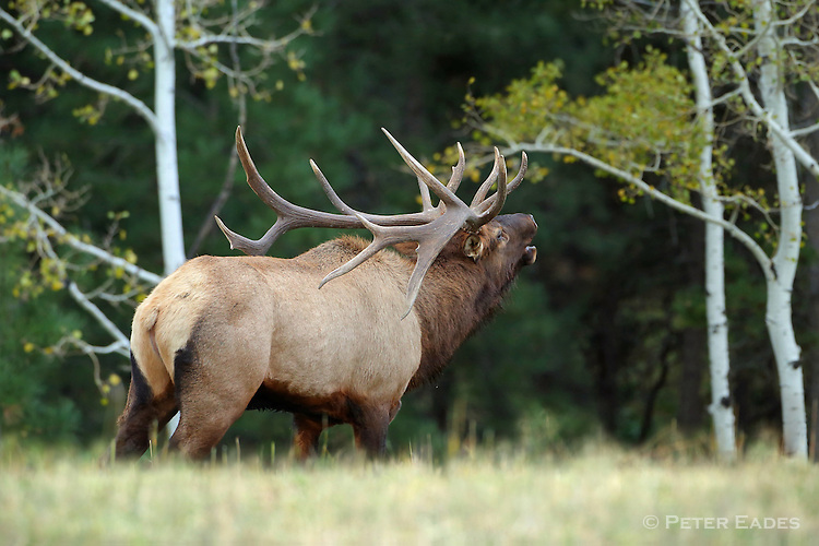 Huge Bull Elk Bugling