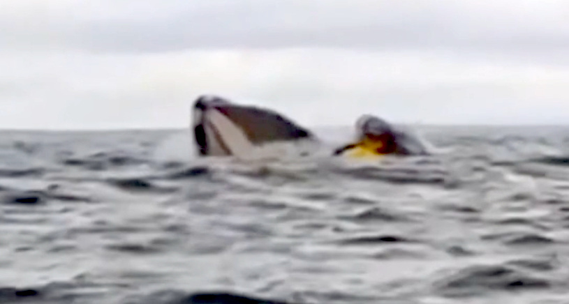 Kayaker Accidentally Snatched by Humpback Whale Thought of "Pinocchio ...