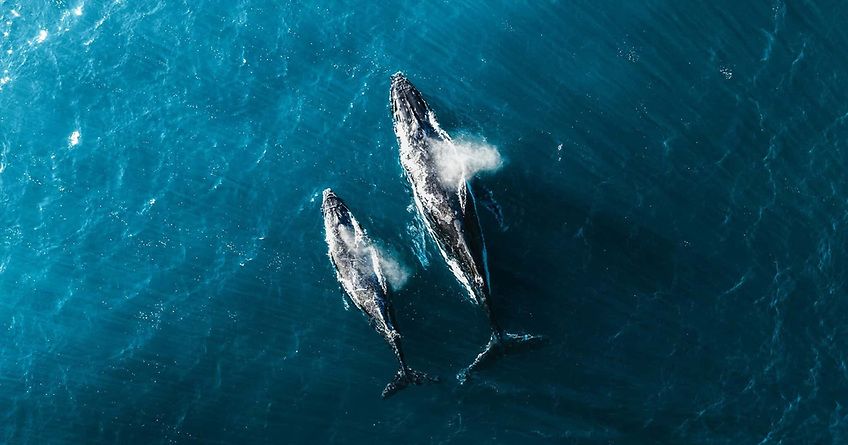 World Sailing Issues Global Marine Megafauna Safety Guide