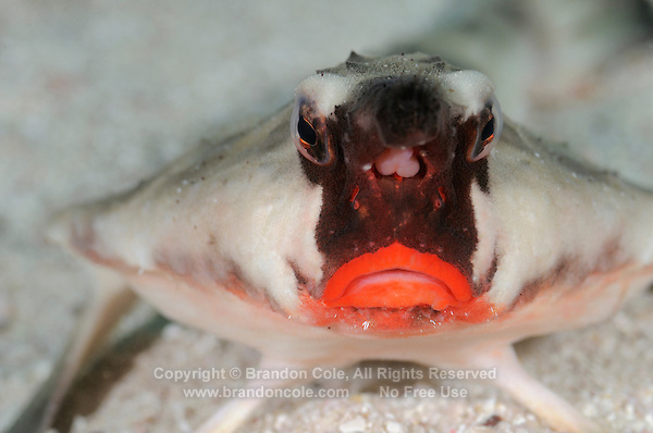 Ogcocephalus Darwini