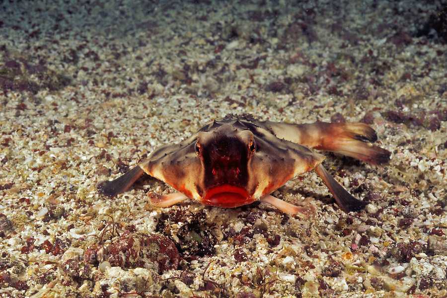 Ogcocephalus Darwini