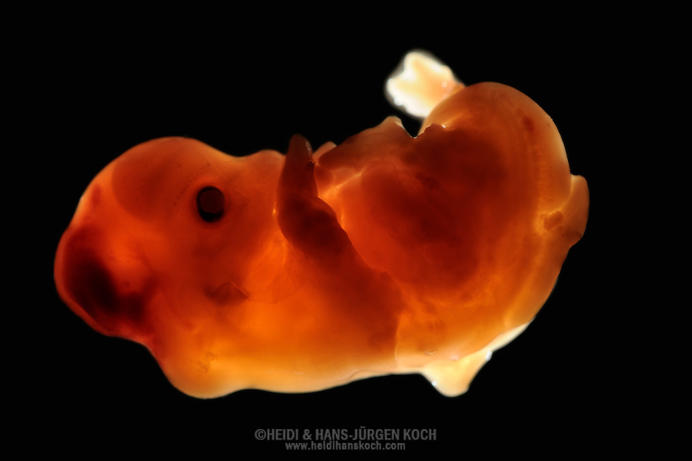 Embryo of a cow, Bos primigenius tauraus | Heidi & Hans-Juergen Koch ...