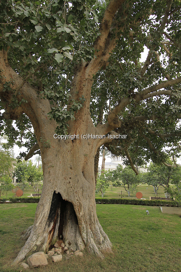 Zacchaeus' sycamore fig tree in Jericho | Hanan Isachar Photography