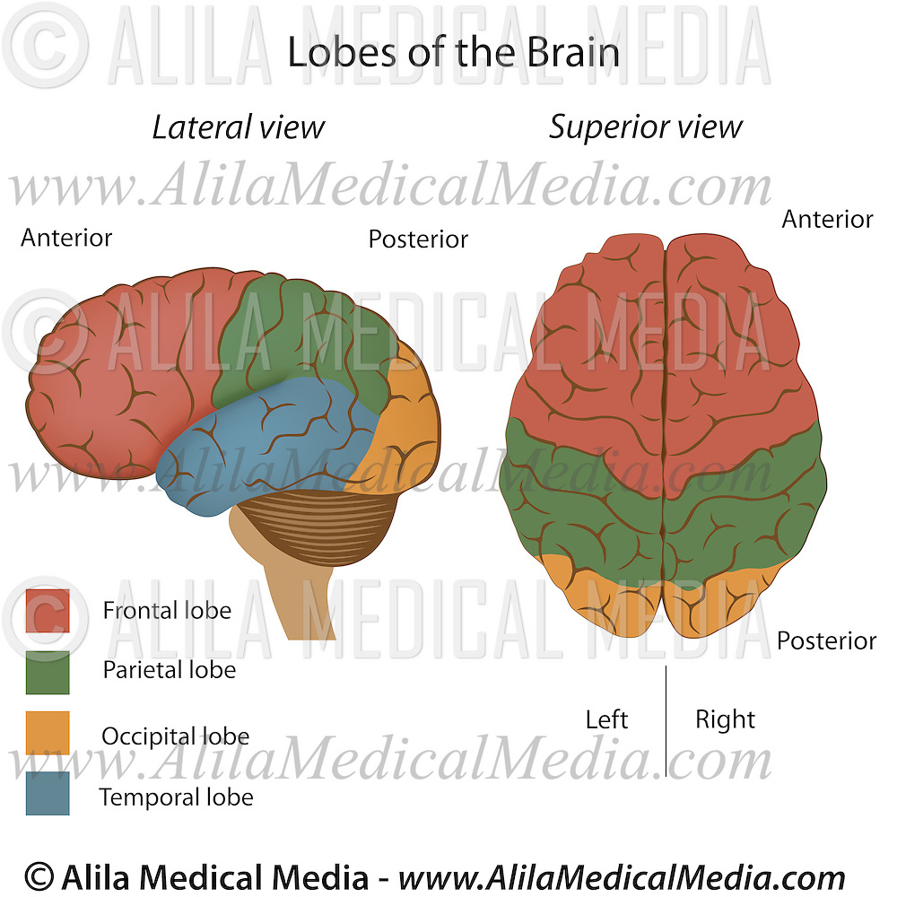 Parts Of The Brain Lobes Top View