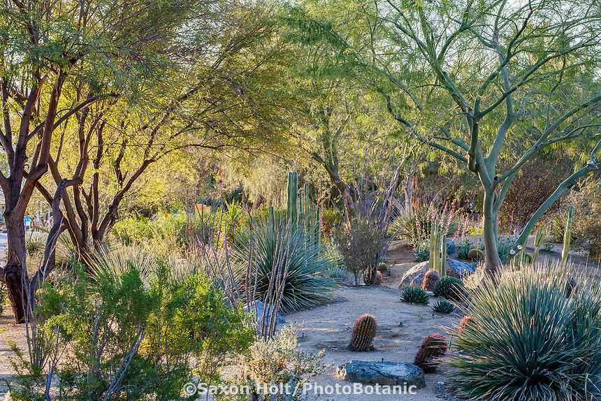 Desert Museum Palo Verde