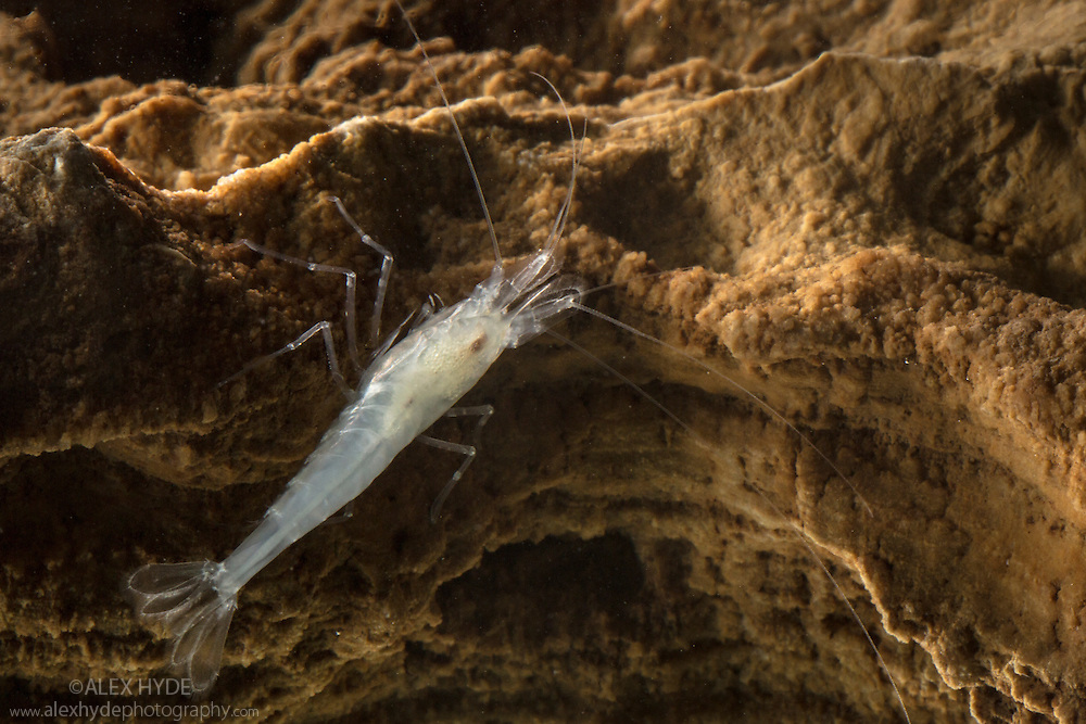 Cave Shrimp {Troglocaris anophthalmus} - Slovenia | Alex Hyde