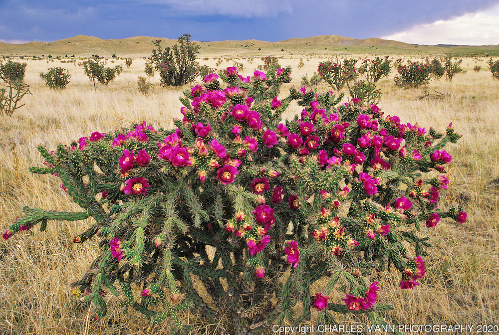 Cholla Cactus in Bloom_Ojito Wilderness_San Ysidro, NM_June_MANN_002 ...